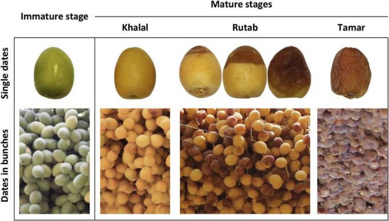 Fresh Dates Vs Dried Dates SunExport Fresh Dates Vs Dried Dates SunExport